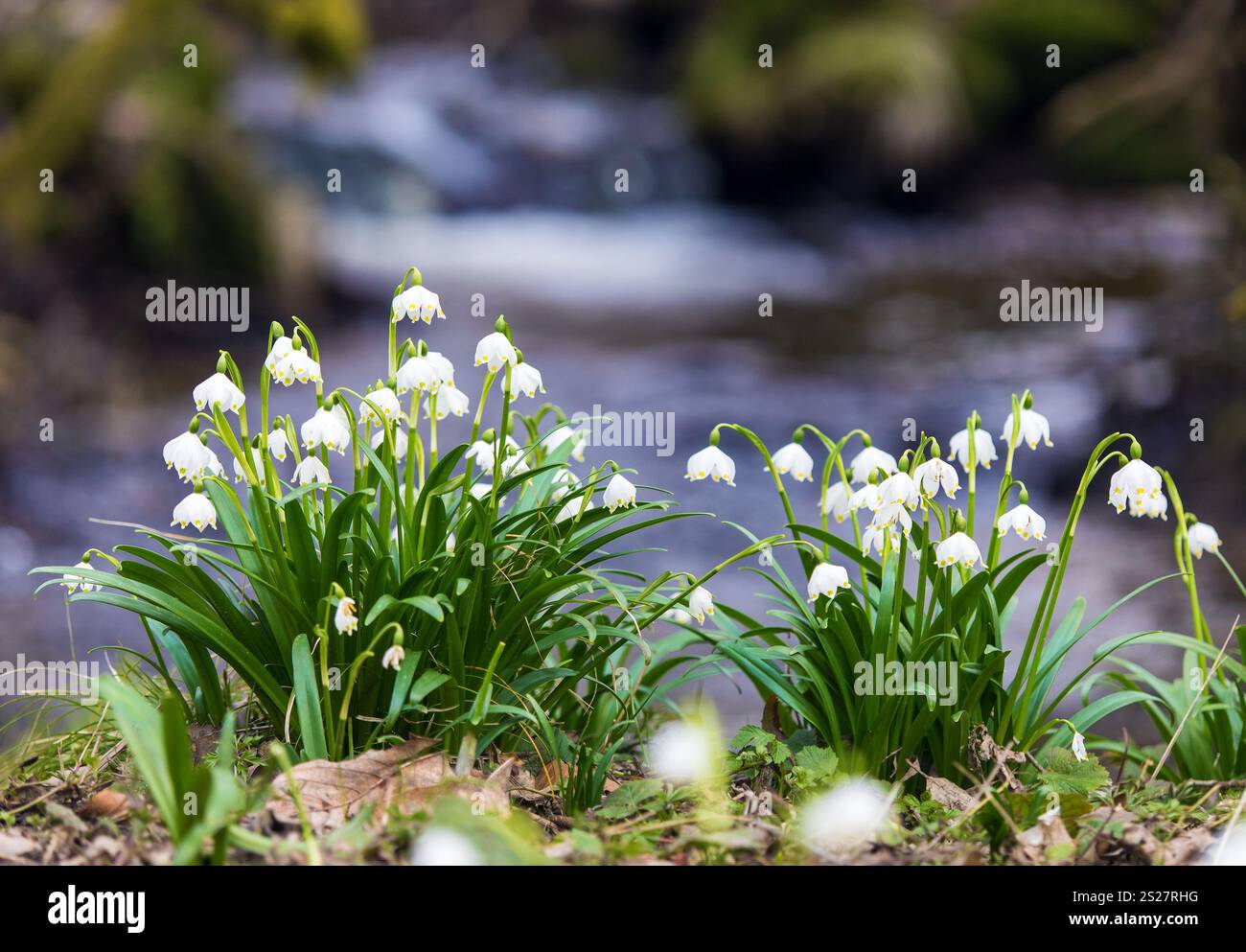 spring snowflake flowers in latin leucojum vernum with small waterfall ...
