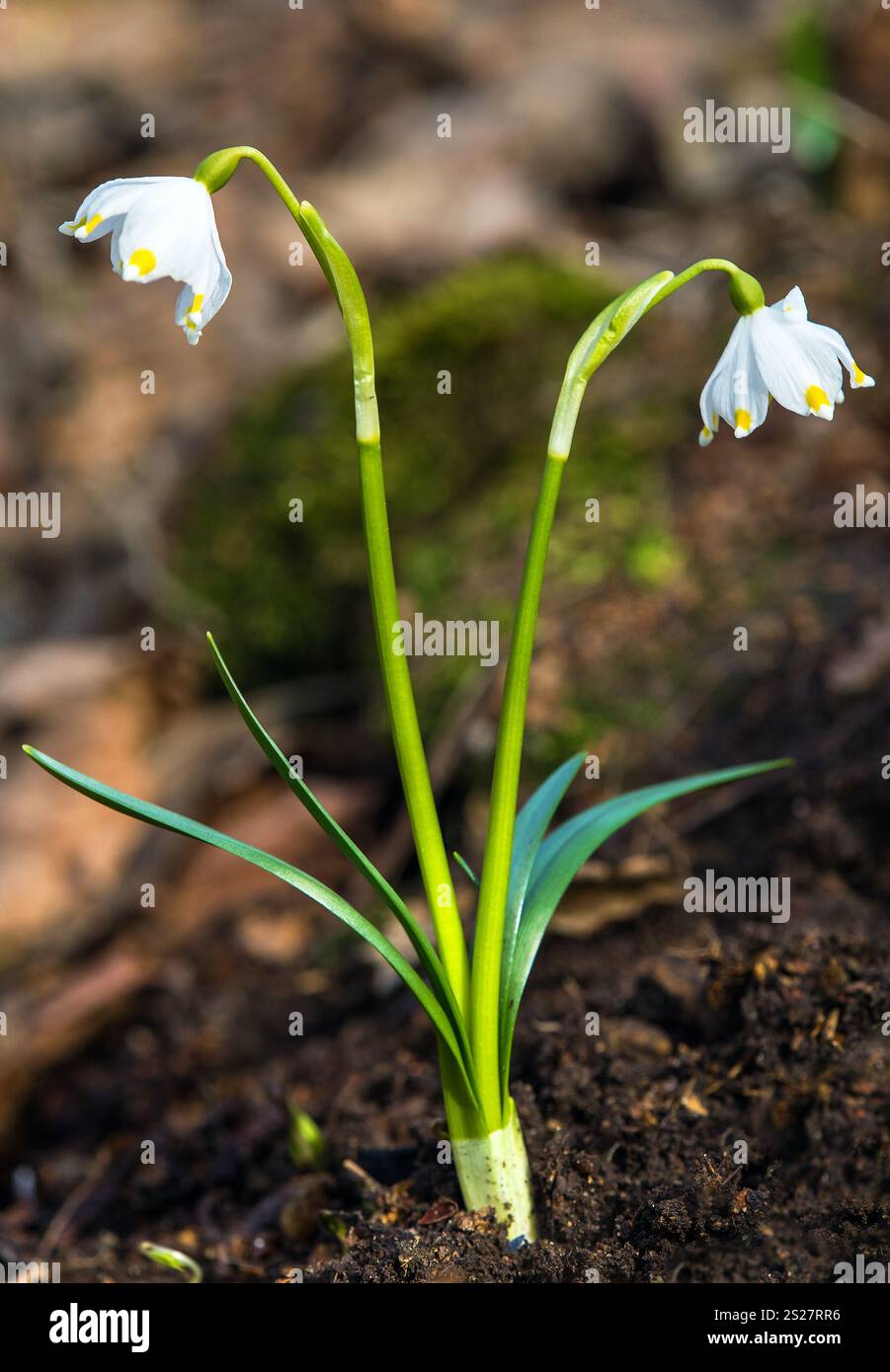 spring snowflake flowers in latin leucojum vernum two flowers Stock ...
