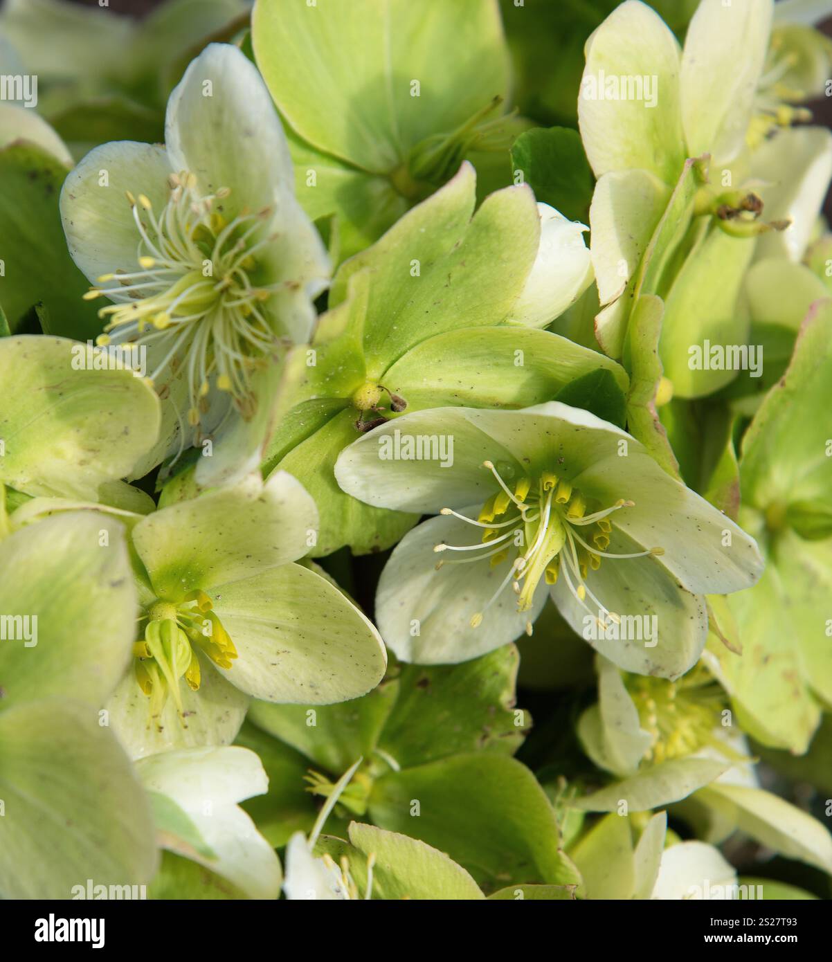 Registered hybrid hellebore hi-res stock photography and images - Alamy