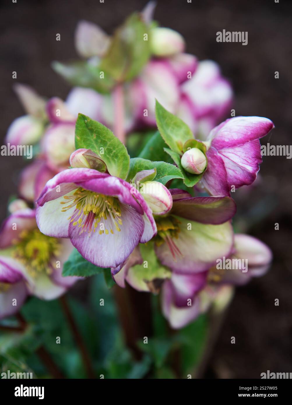 Helleborus x hybridus 'Ice N' Roses' in Brightwater Gardens is a hardy ... Helleborus x hybridus 'Ice N' Roses' in Brightwater Gardens is a hardy ...