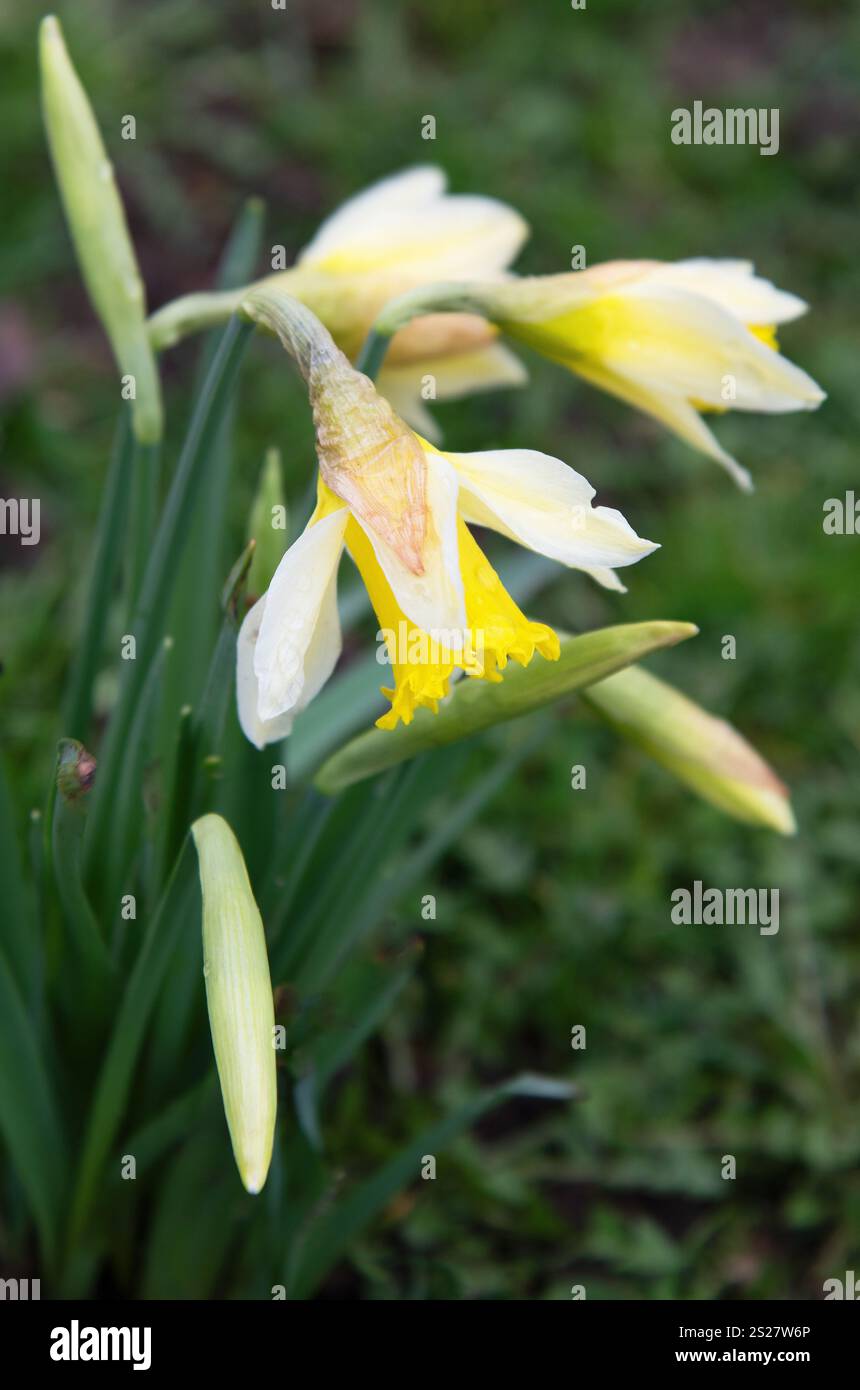Narcissus pseudonarcissus ‘Lobularis’ Stock Photo - Alamy