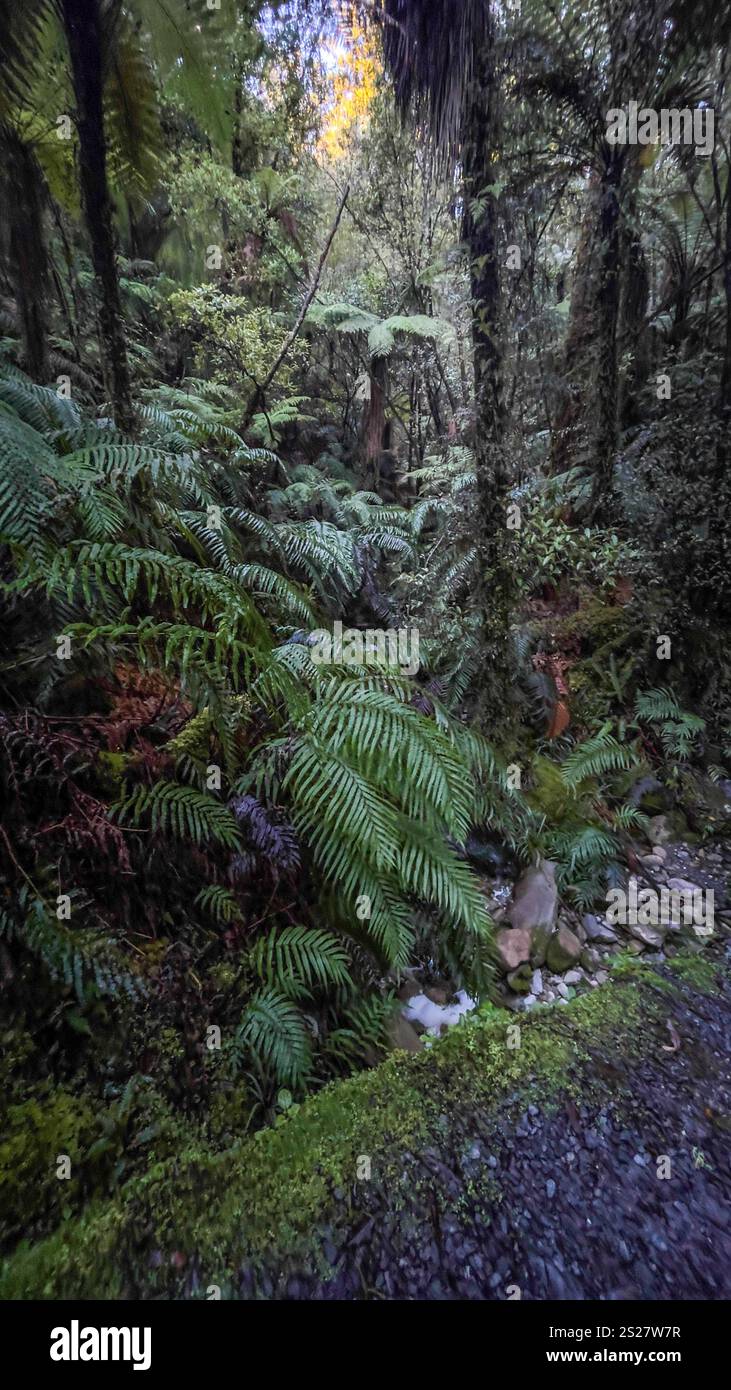 Walking the track around Lake Matheson, Fox Glacier West Coast NZ Stock ...