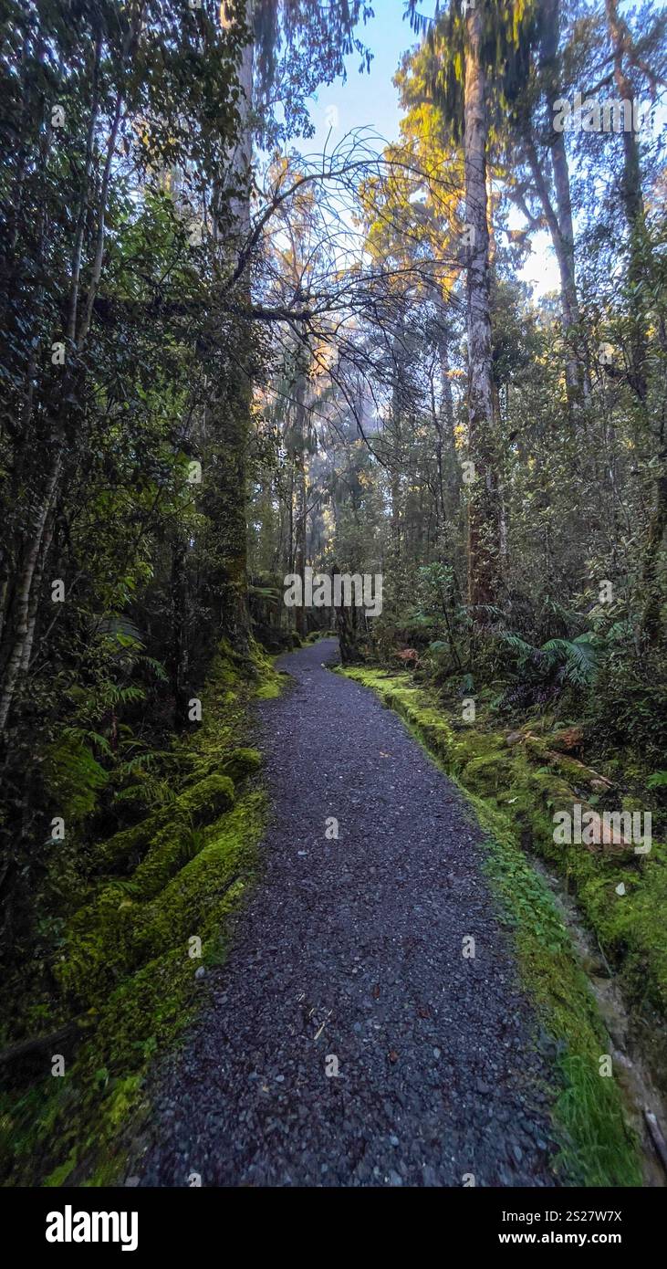 Walking the track around Lake Matheson, Fox Glacier West Coast NZ Stock ...