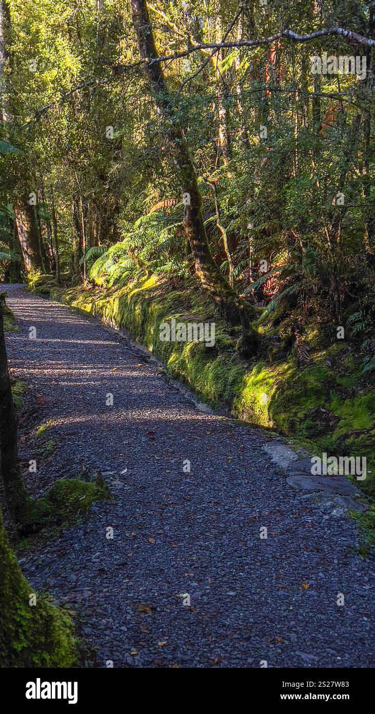 Walking the track around Lake Matheson, Fox Glacier West Coast NZ Stock ...