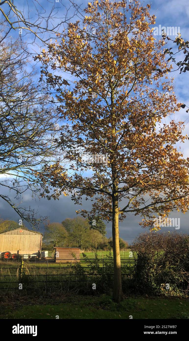 Millennium Oak tree Stock Photo - Alamy