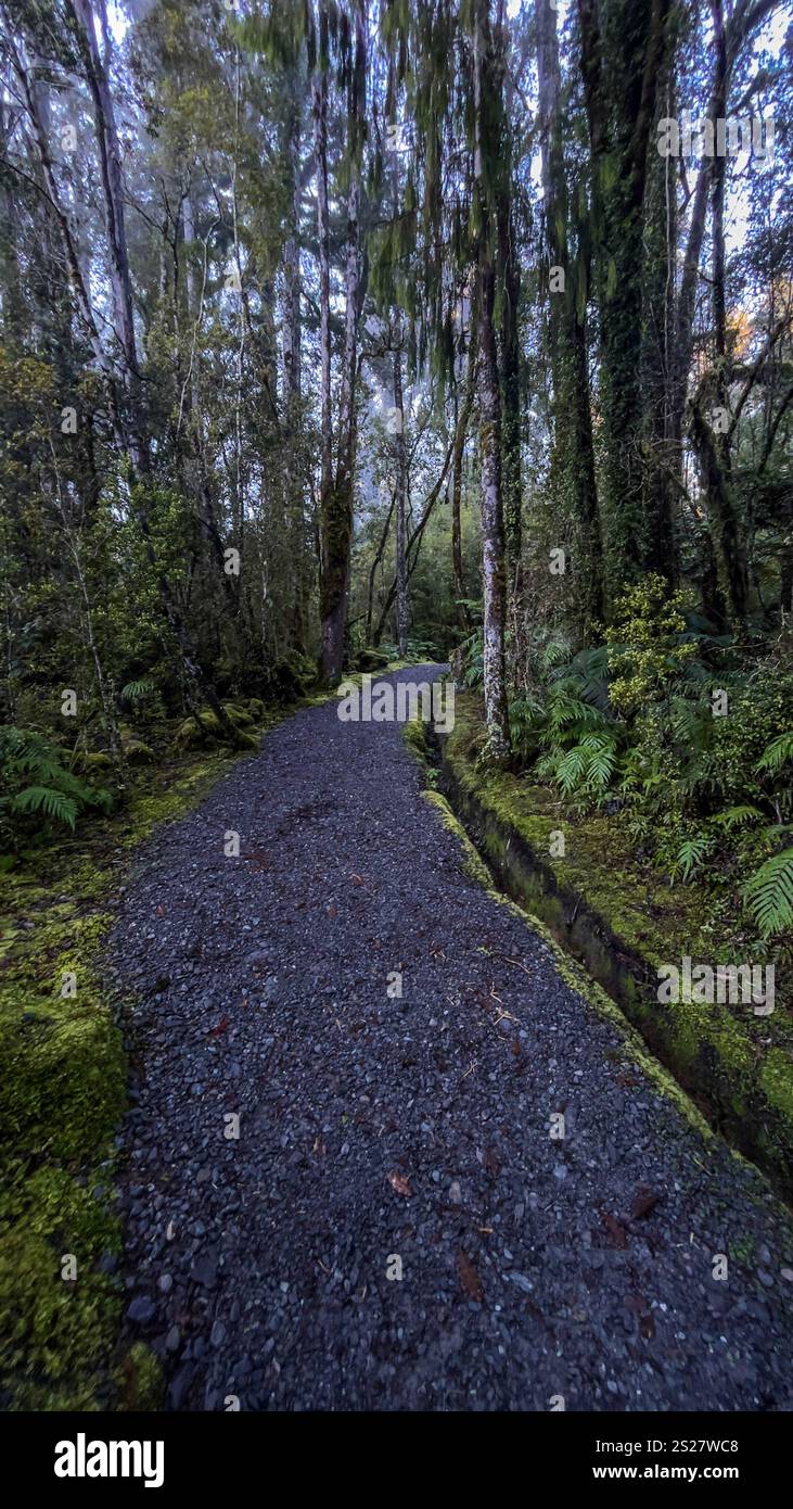 Walking the track around Lake Matheson, Fox Glacier West Coast NZ Stock ...