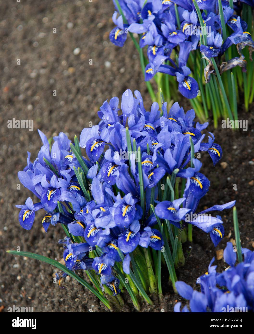 Raindrops sprinklled on Iris retculata 'Harmony'in Brightwater Gardens ...