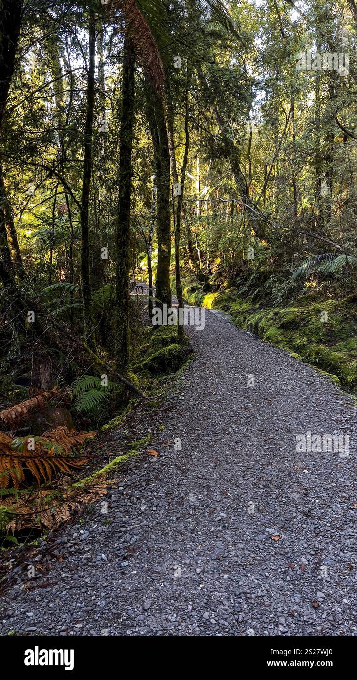 Walking the track around Lake Matheson, Fox Glacier West Coast NZ Stock ...