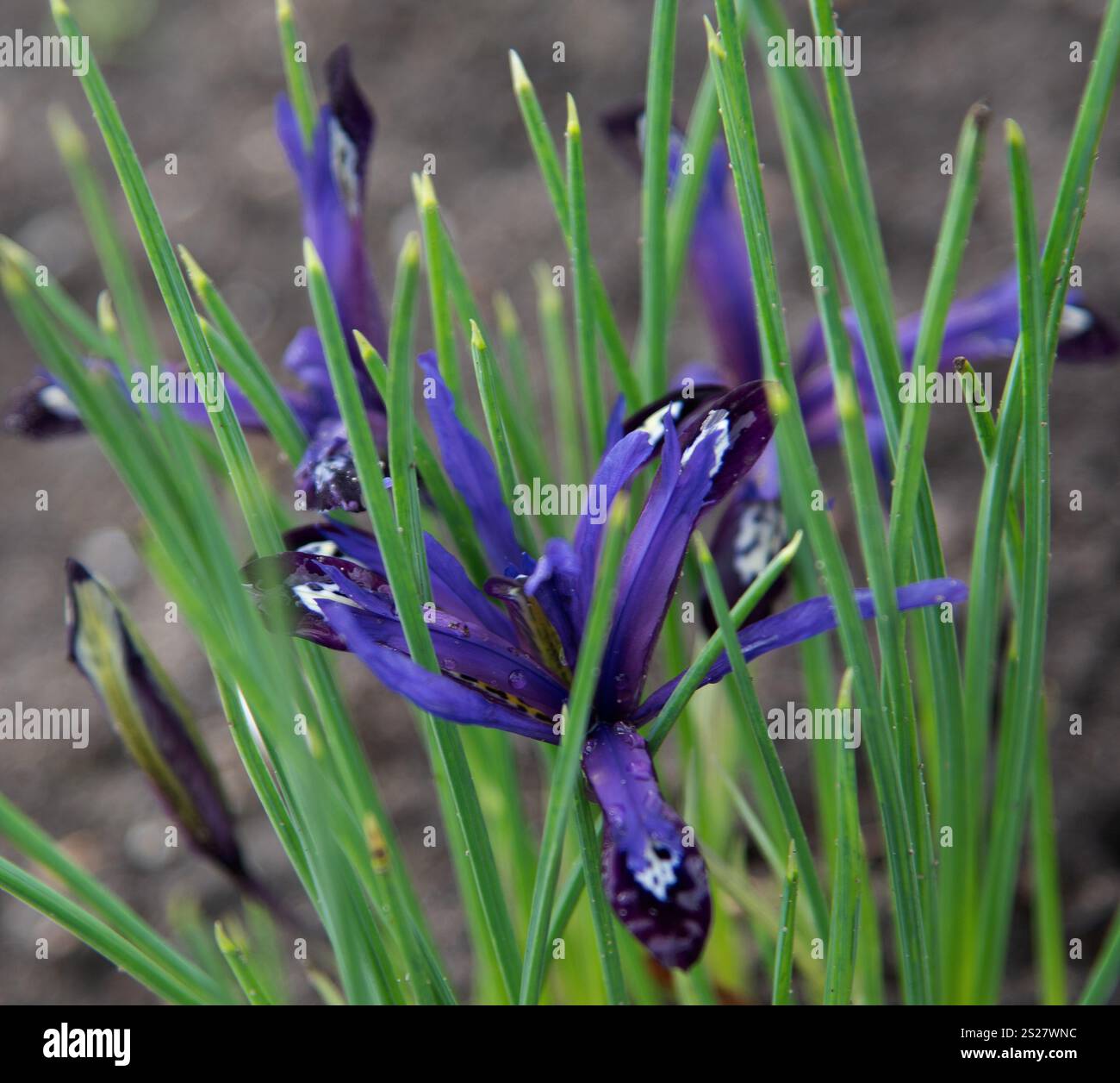 Iris reticulata 'Spot on' Stock Photo - Alamy
