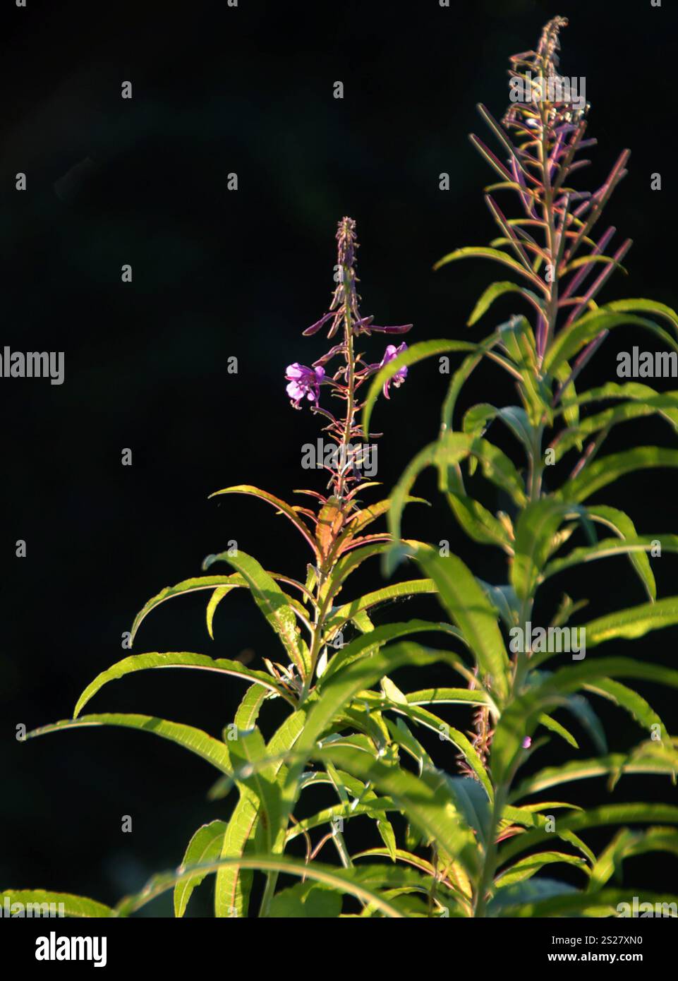 Fireweed chamaenerion angustifolium flowering hi-res stock photography and images - Alamy