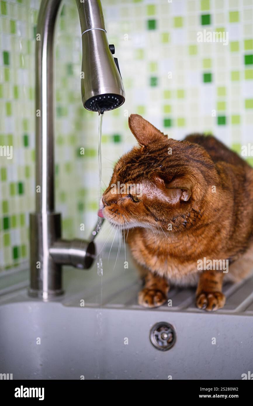 Bengal cat drinking water from faucet Stock Photo - Alamy