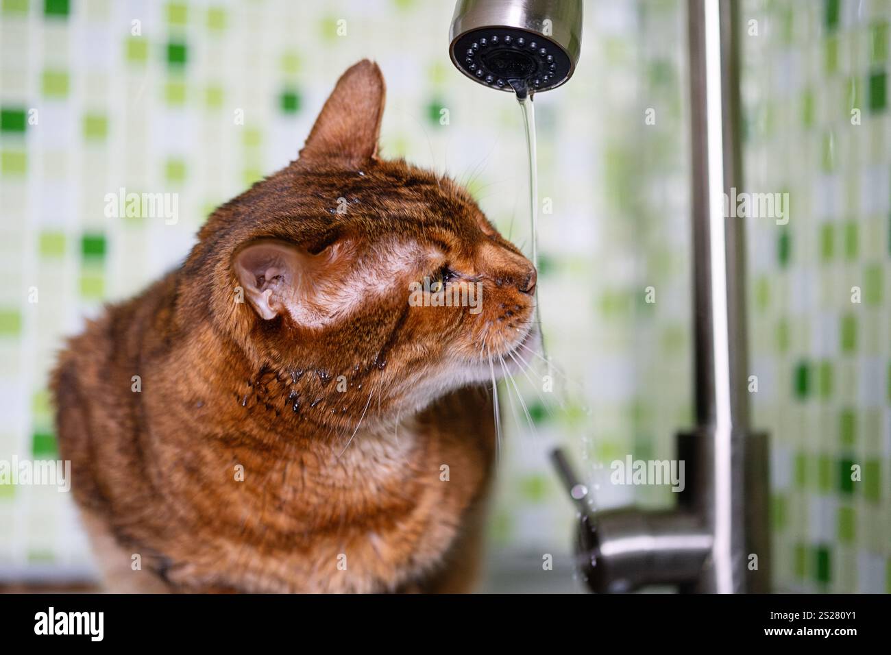 Bengal cat drinking water from faucet Stock Photo - Alamy