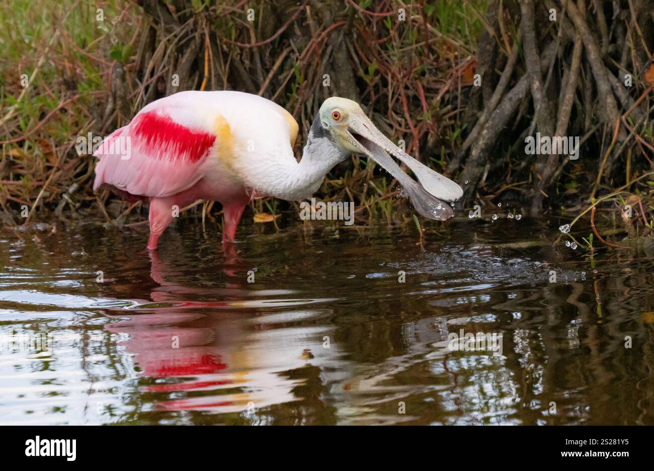 Spoonbill wading in water hi-res stock photography and images - Alamy