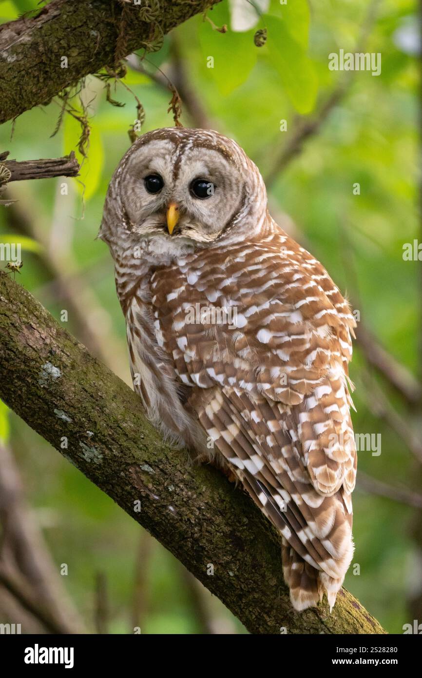 Northern Barred Owl (Strix Varia Stock Photo - Alamy