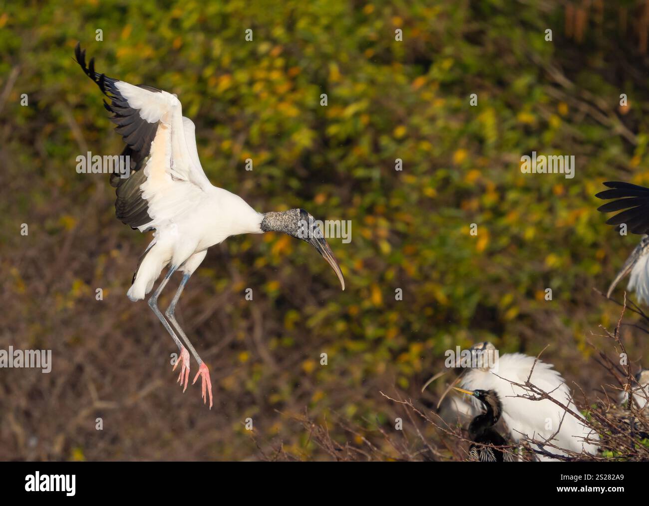 Wood Stork (Mycteria americana) returning to the nest. The Wood Stork ...