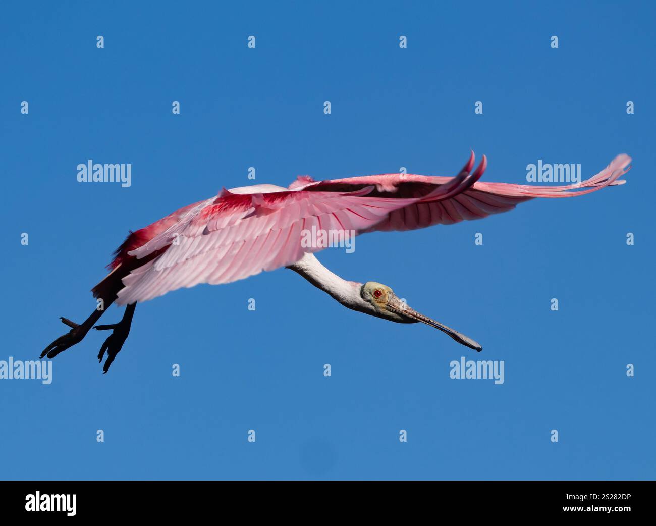 Roseate Spoonbill (Platalea ajaja) in flight Stock Photo - Alamy