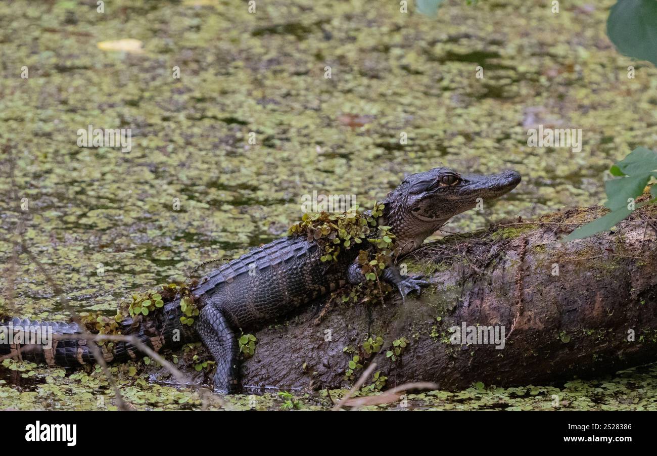 American Alligator (Alligator mississippiensis) baby resting on a log ...