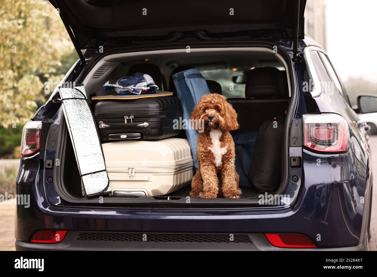 Cute Cavapoo dog with suitcases and other stuff in car trunk Stock ...