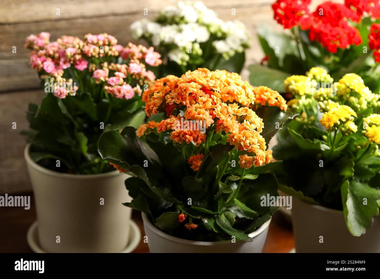 Different beautiful kalanchoe flowers in pots indoors, closeup Stock ...