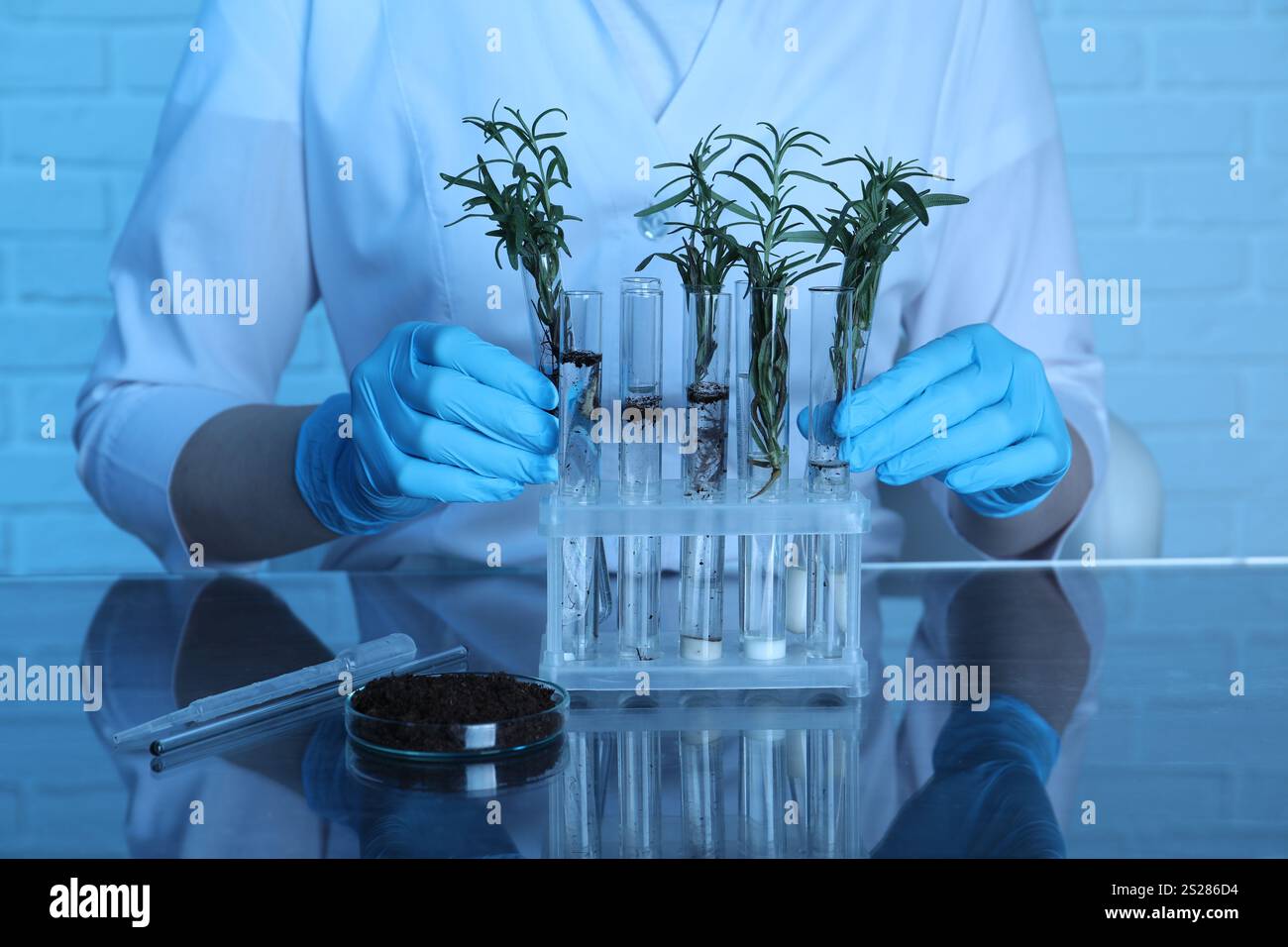 Laboratory testing. Scientist taking test tubes with rosemary from rack ...