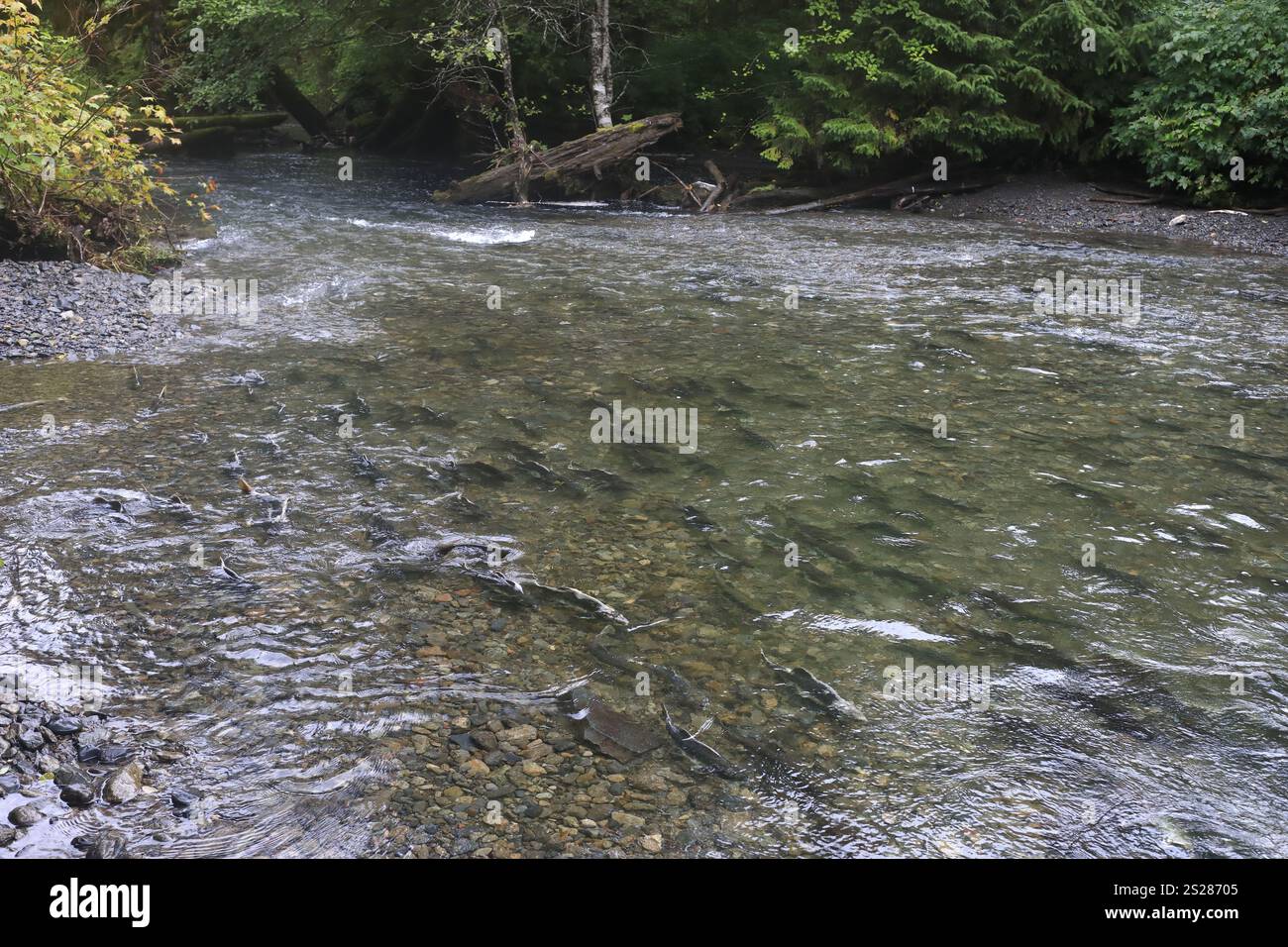 Salmons run hi-res stock photography and images - Alamy