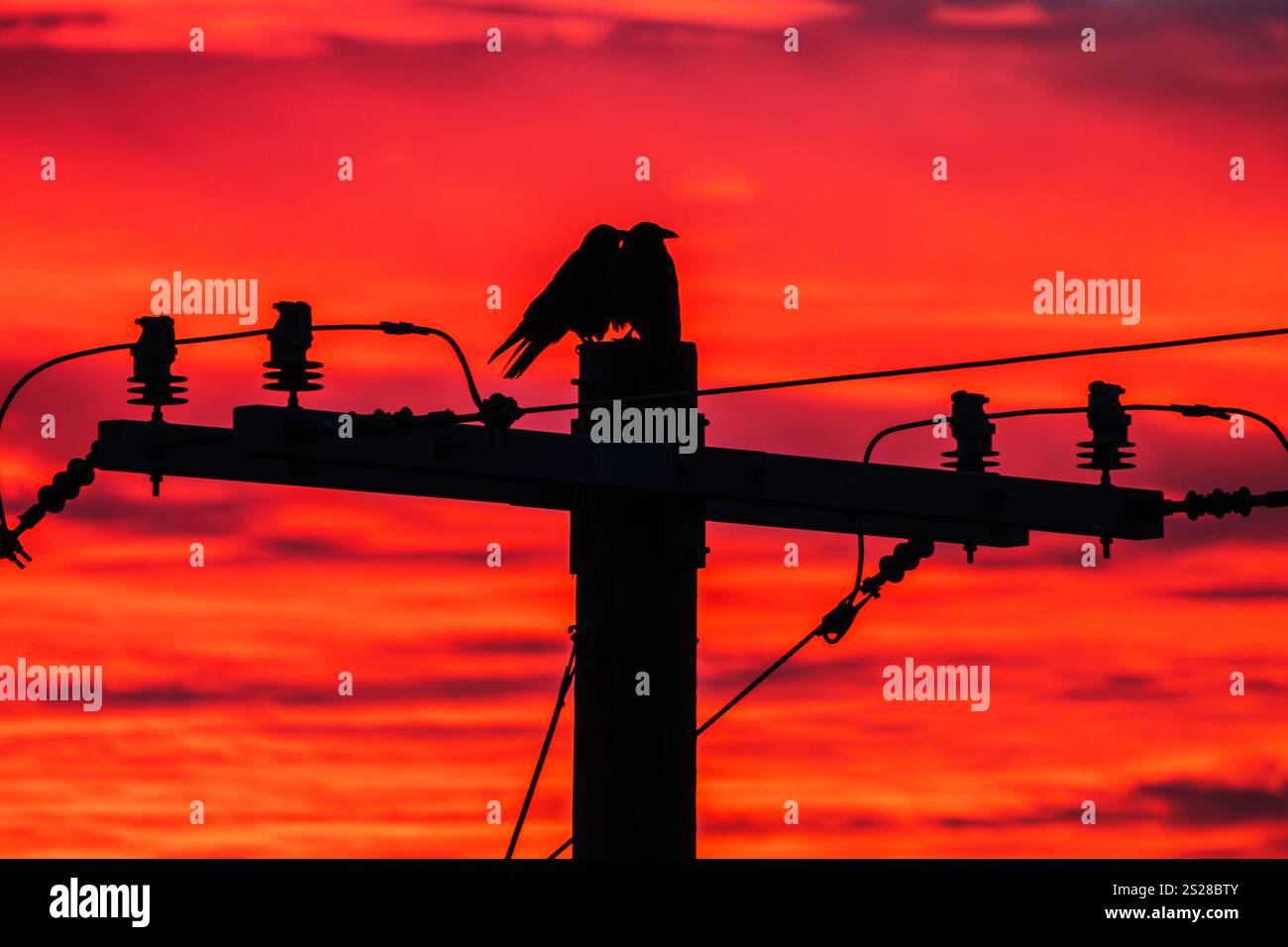 Two Ravens on a power pole at sunrise in Los Angeles, California Stock ...
