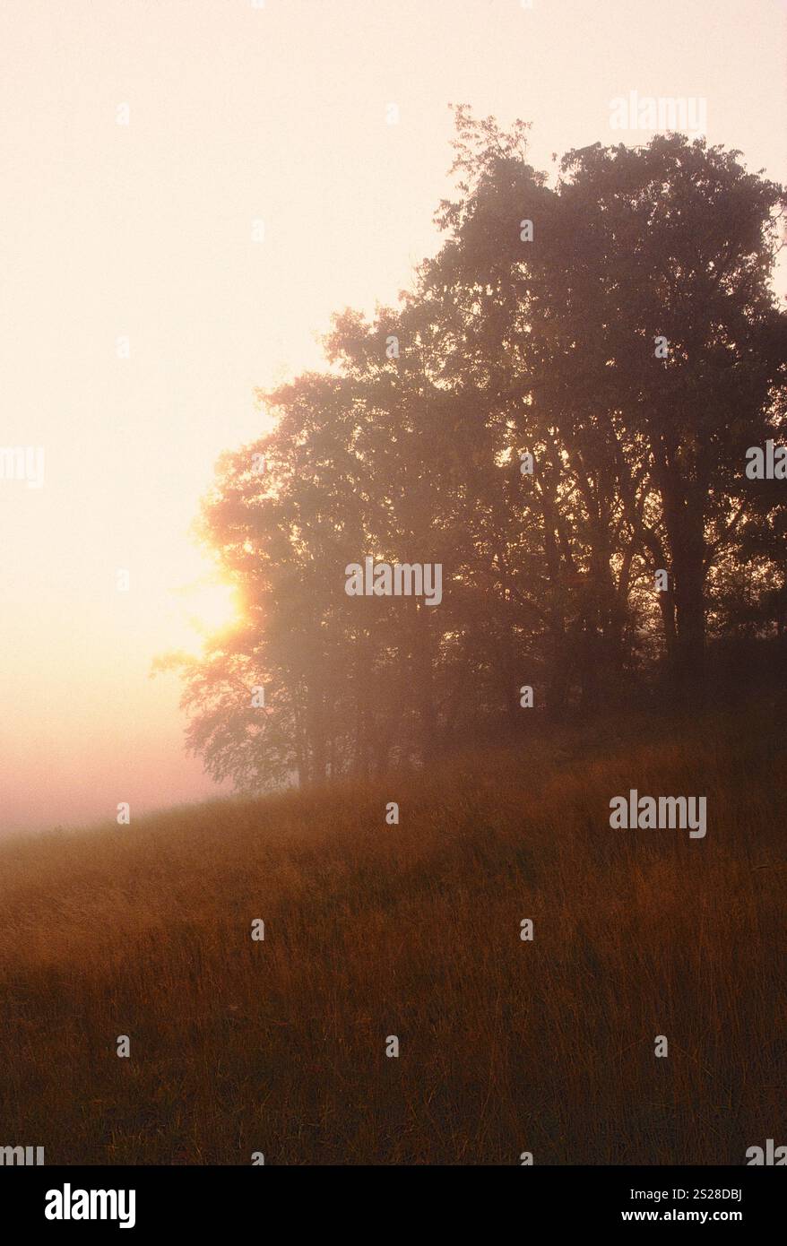 WINSLOW HILL SUNRISE; HOME TO WILD ROOSEVELT ELK ON RECLAIMED STRIP ...