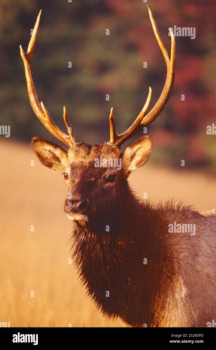 WILD ROOSEVELT ELK ON RECLAIMED STRIP COAL MINE LAND; WINSLOW HILL NEAR ...