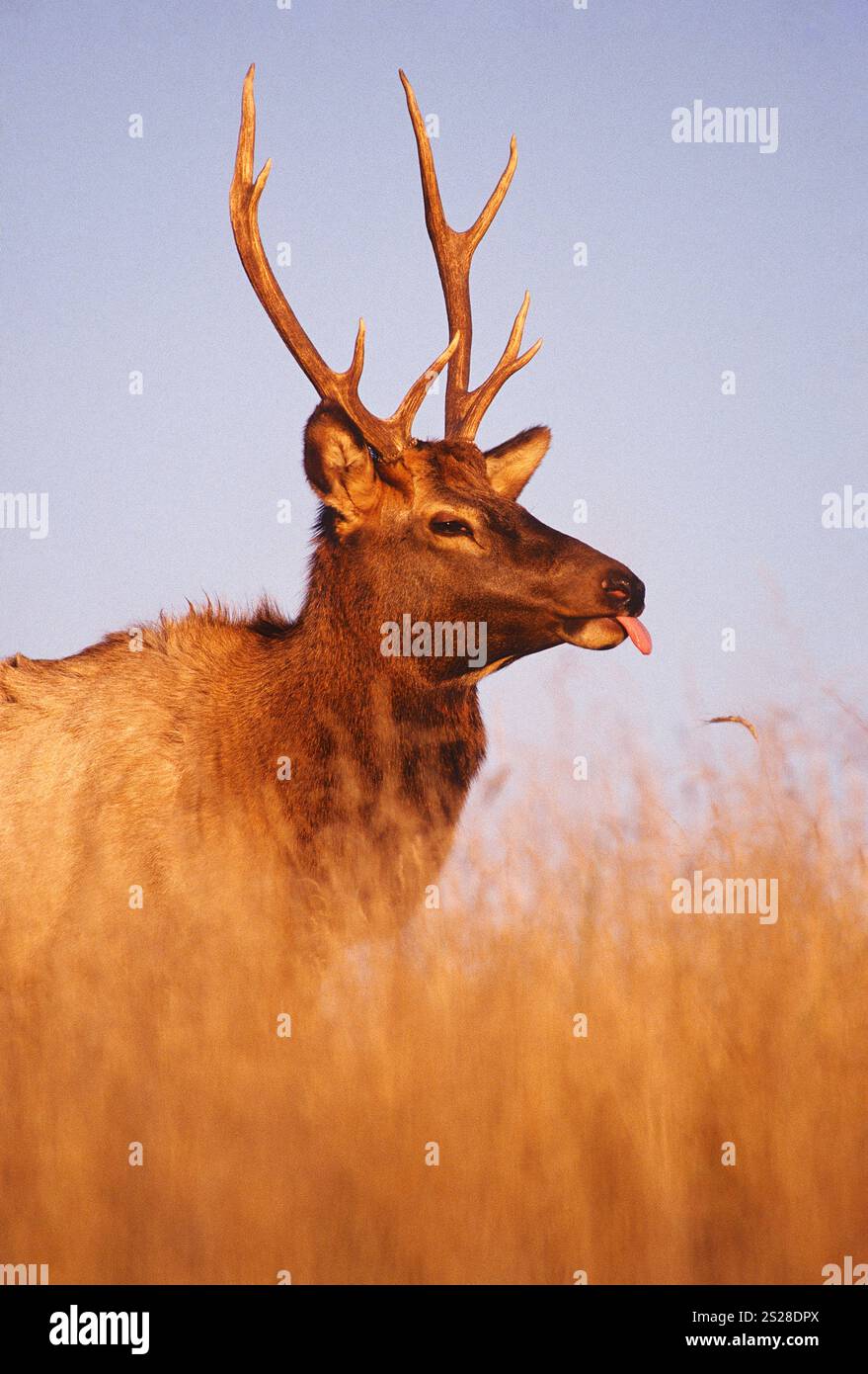 WILD ROOSEVELT ELK WITH TONGUE OUT ON RECLAIMED STRIP COAL MINE LAND ...