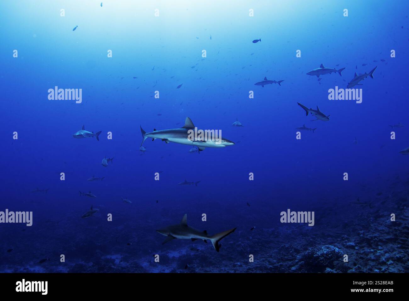 Hundreds of grey reef sharks during our dive on Fakarava island. Feared ...