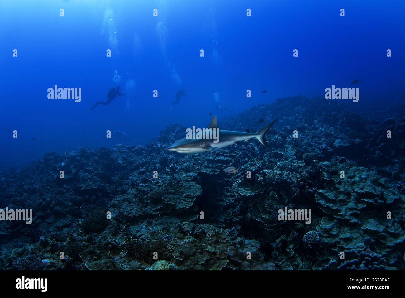 Hundreds of grey reef sharks during our dive on Fakarava island. Feared ...