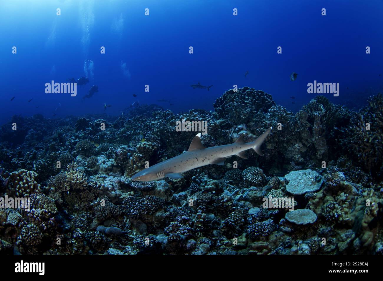 Whitetip reef shark is swimming close to the sea bottom. Sharks around ...