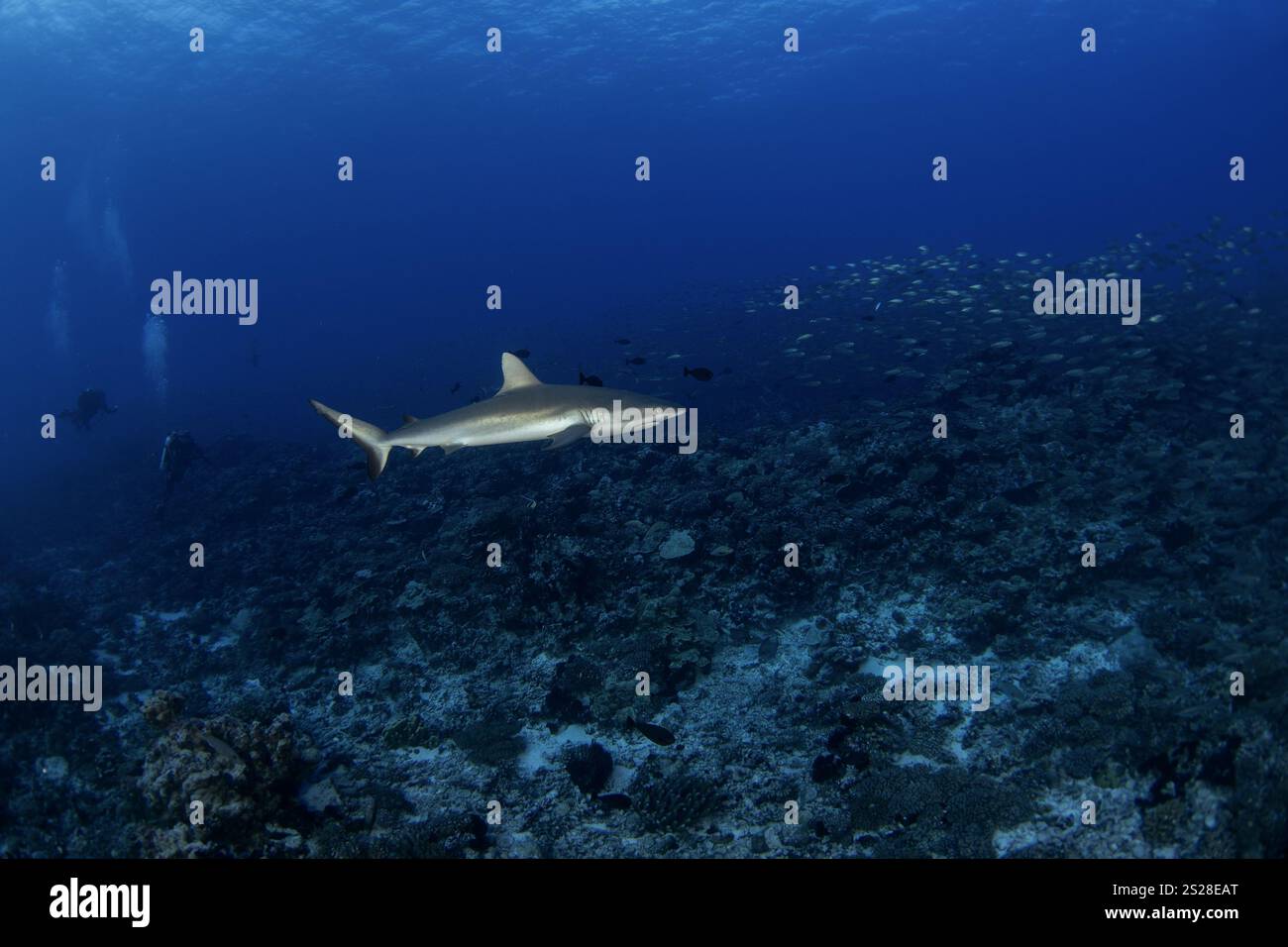 Hundreds of grey reef sharks during our dive on Fakarava island. Feared ...