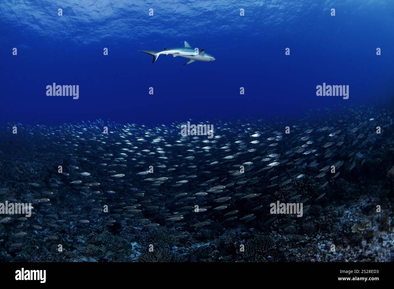 Hundreds of grey reef sharks during our dive on Fakarava island. Feared ...