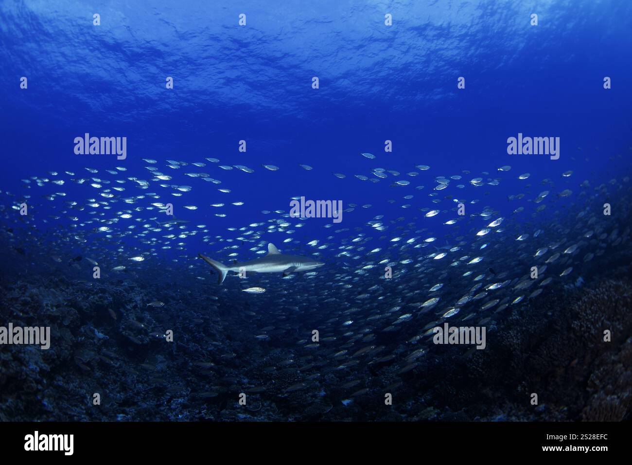 Hundreds of grey reef sharks during our dive on Fakarava island. Feared ...