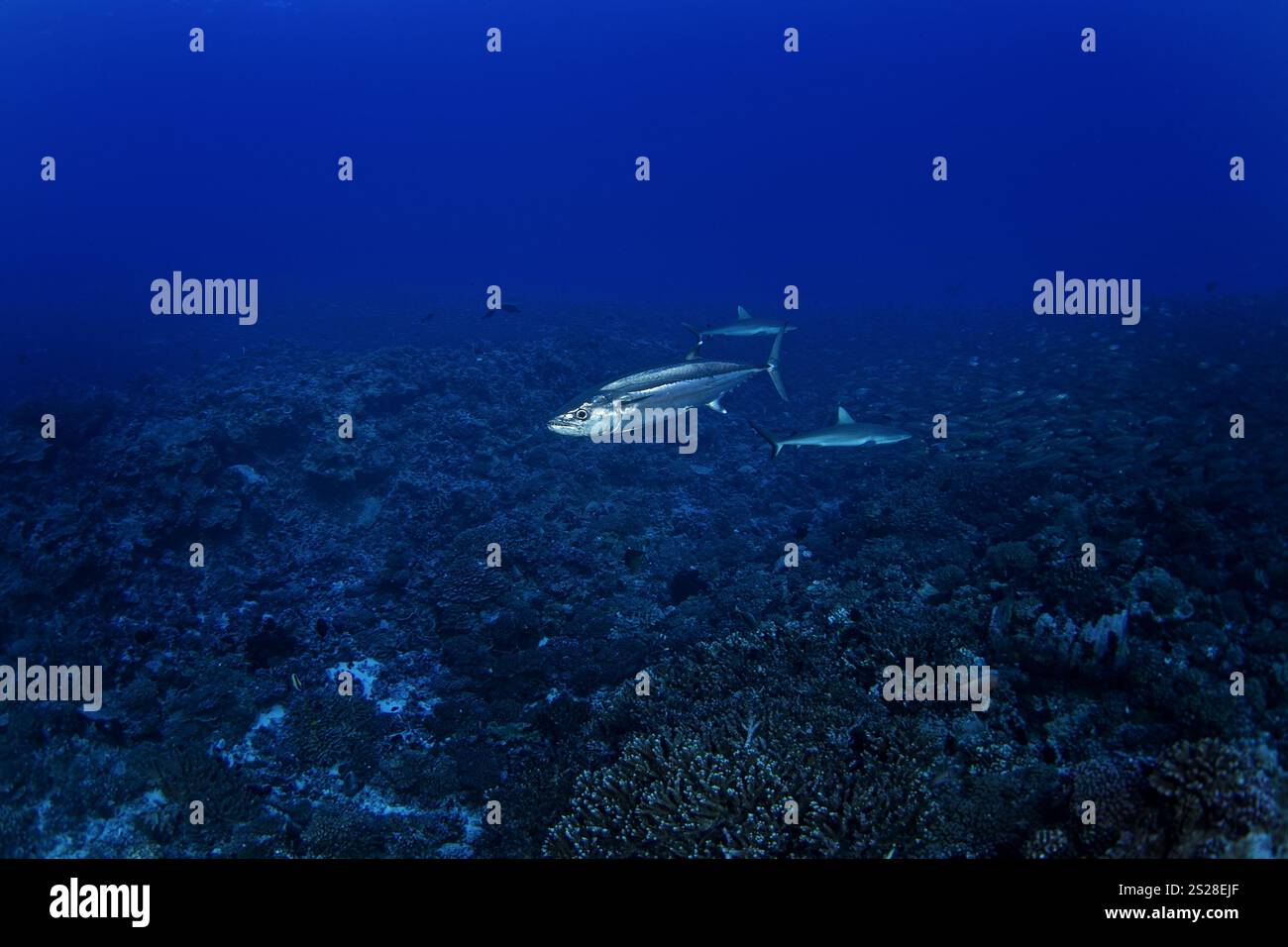 Great barracudas during dive in Fakarava atoll. Shoal of sphyraena ...