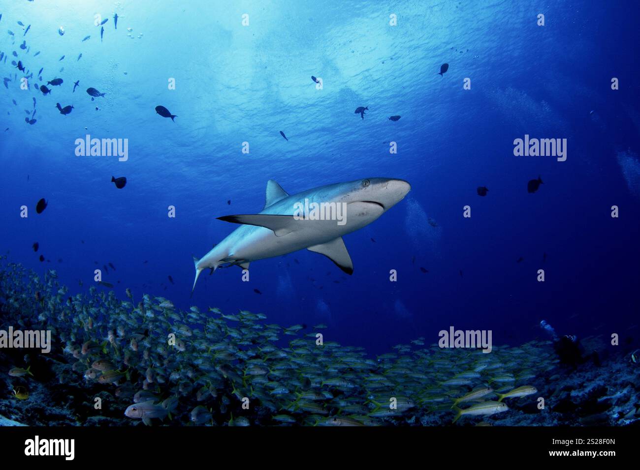 Hundreds of grey reef sharks during our dive on Fakarava island. Feared ...