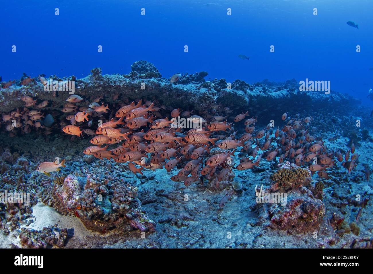 Shoal of blotcheye soldierfish are hiding in the cave. School of ...