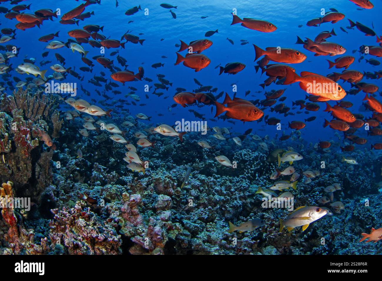 School of priacanthus hamrurs, lutjanus gibbus, monotaxis grandoculis ...