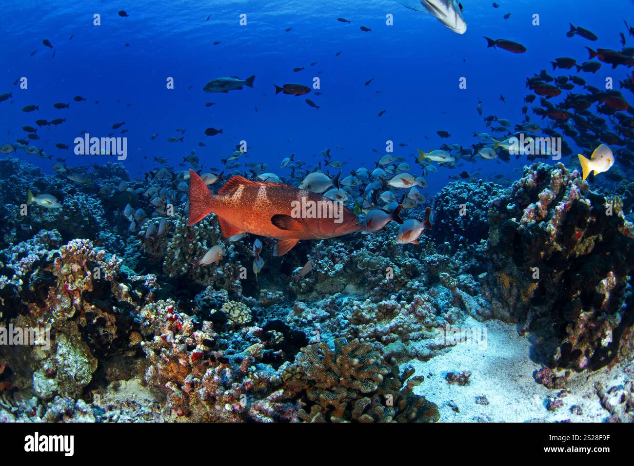 Leopard coral grouper is swimming through the school of humpback red ...
