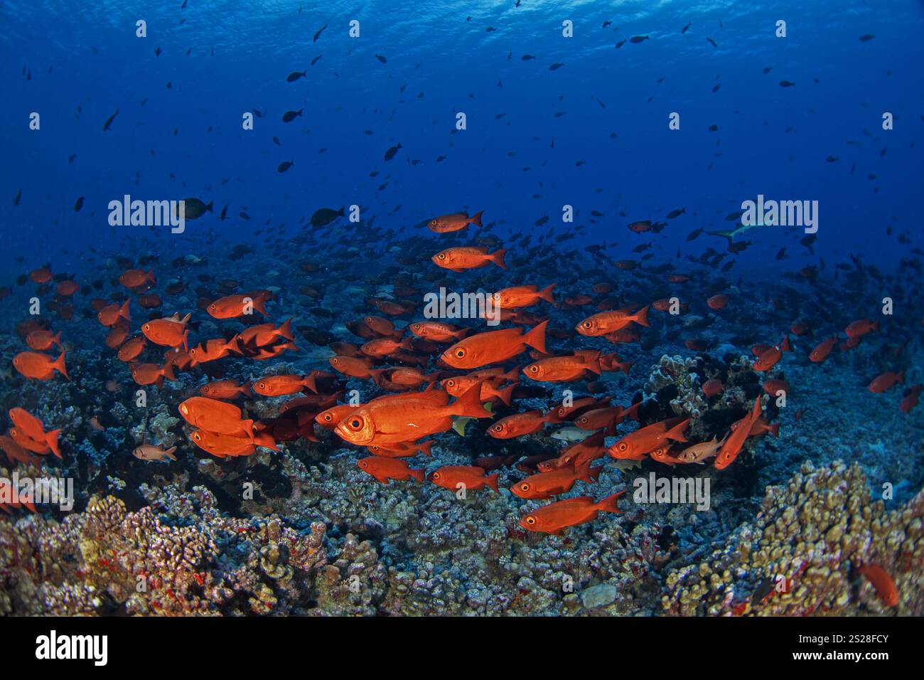 Huge shoal of Priacanthus hamrur in French Polynésia. School of ...