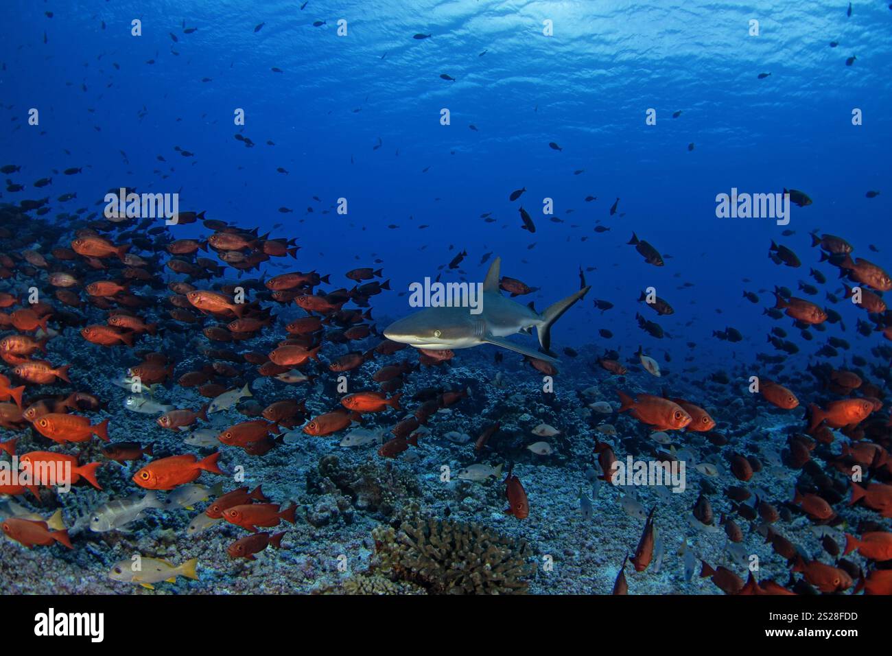 Hundreds of grey reef sharks during our dive in Fakarava island. Feared ...