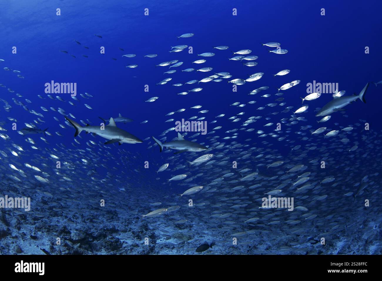 Hundreds of grey reef sharks during our dive on Fakarava island. Feared ...