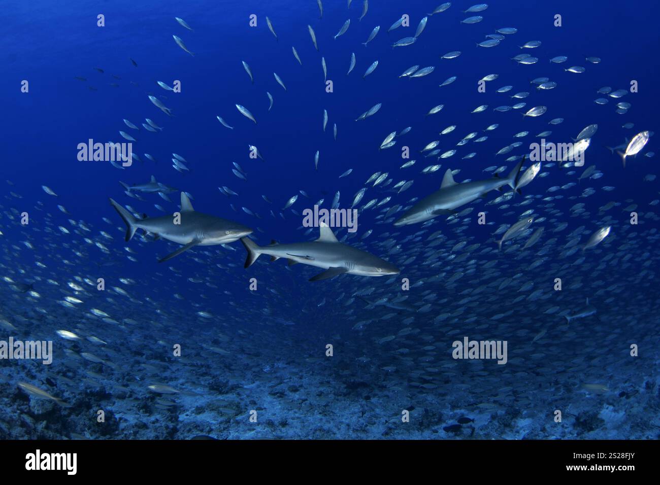 Hundreds of grey reef sharks during our dive on Fakarava island. Feared ...