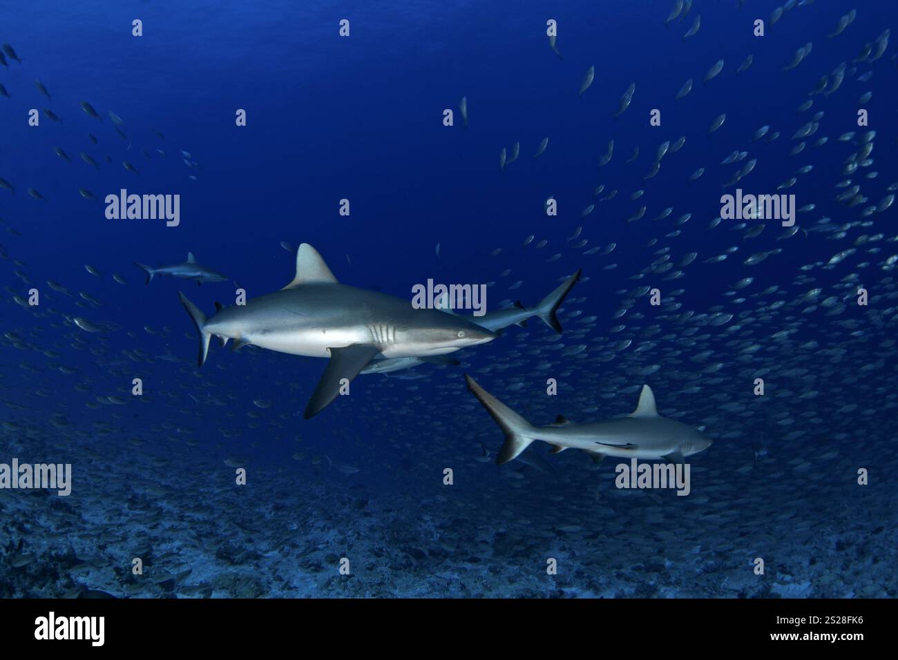 Hundreds of grey reef sharks during our dive on Fakarava island. Feared ...