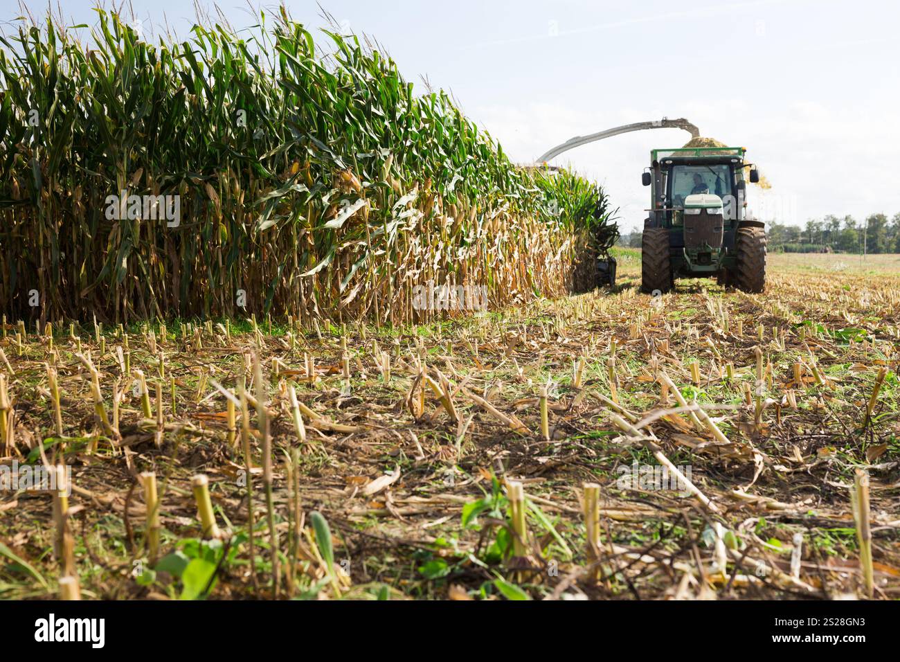 Agricultural machinery produces harvesting of maize Stock Photo - Alamy