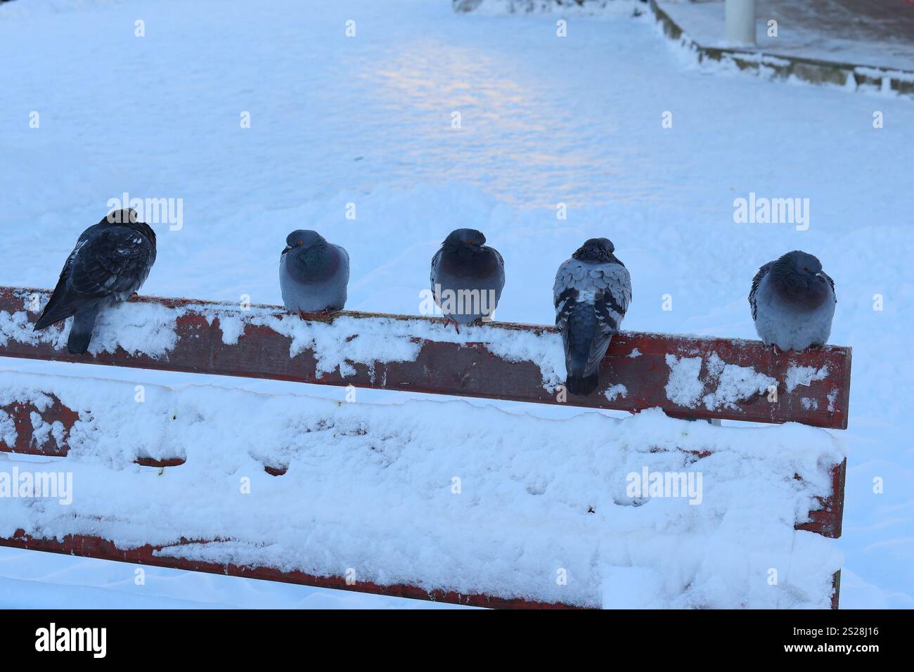 Chilly Birds Snugly Taking a Break While Resting Comfortably on a Snowy ...
