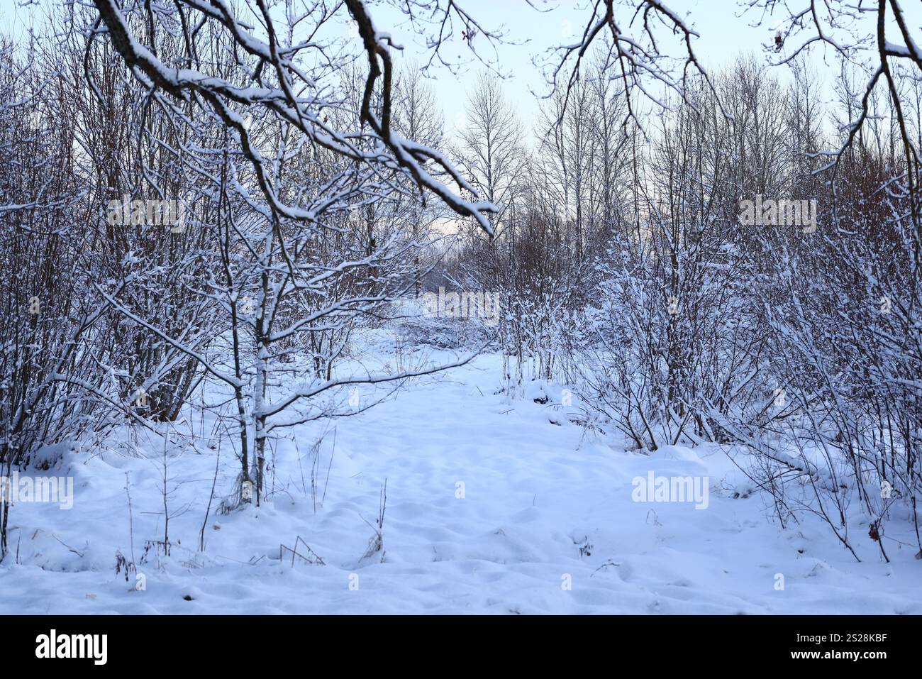 In the enchanting Winter Wonderland, a serene snowy pathway meanders through the dense forest ...