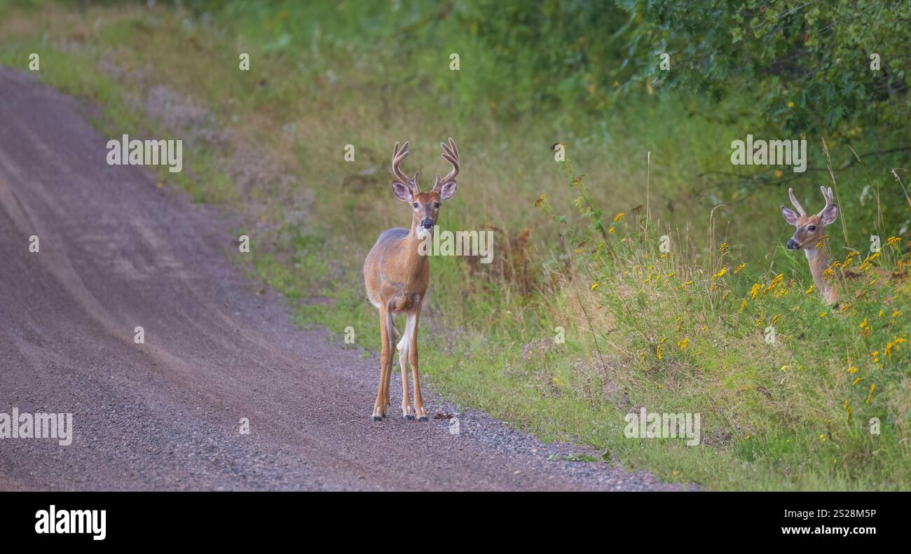 White-tailed bucks on an August evening in northern Wisconsin Stock ...