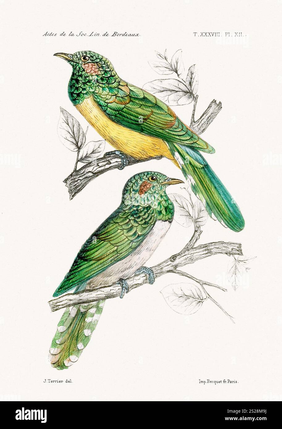 Rare ornithological lithograph hi-res stock photography and images - Alamy